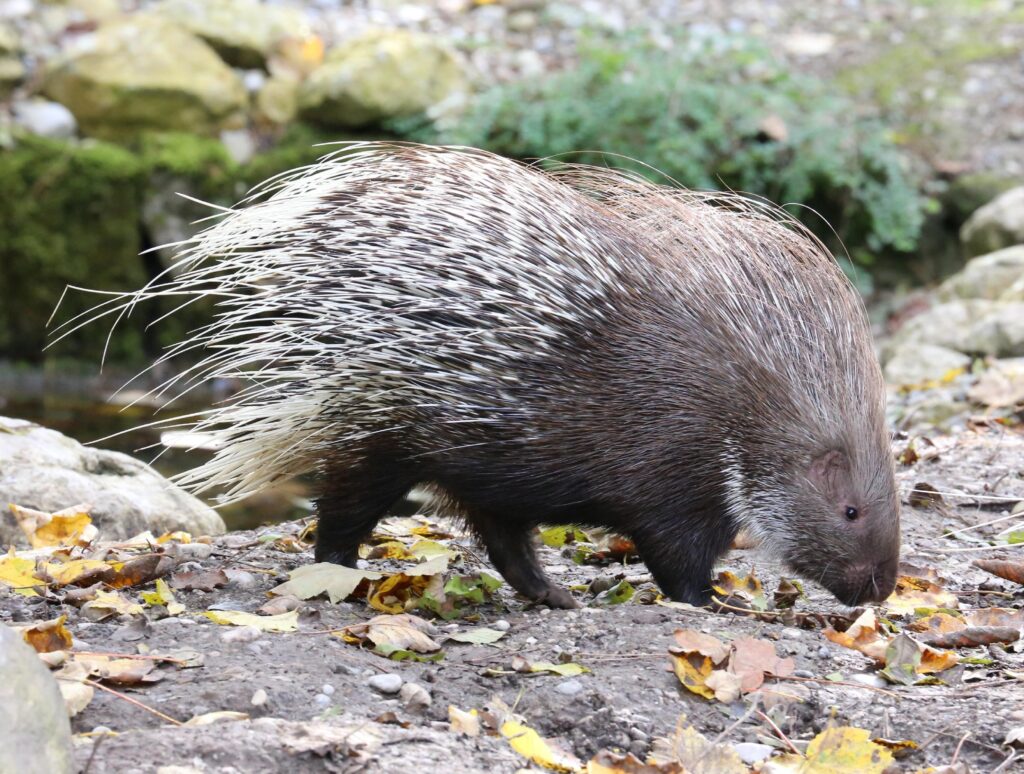 साळींदर (Indian porcupine) – मराठी विश्वकोश