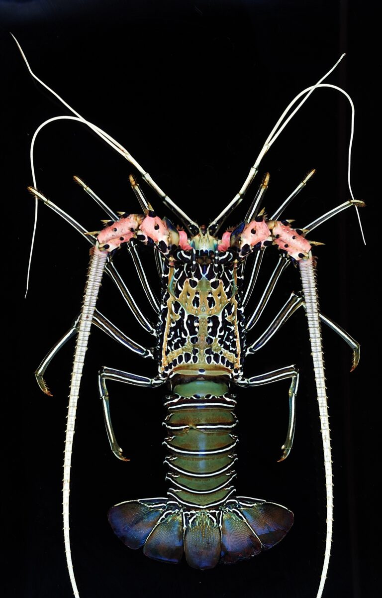 शेवंड (Lobster) – मराठी विश्वकोश