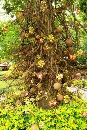 साल वृक्ष (Sal tree) – मराठी विश्वकोश