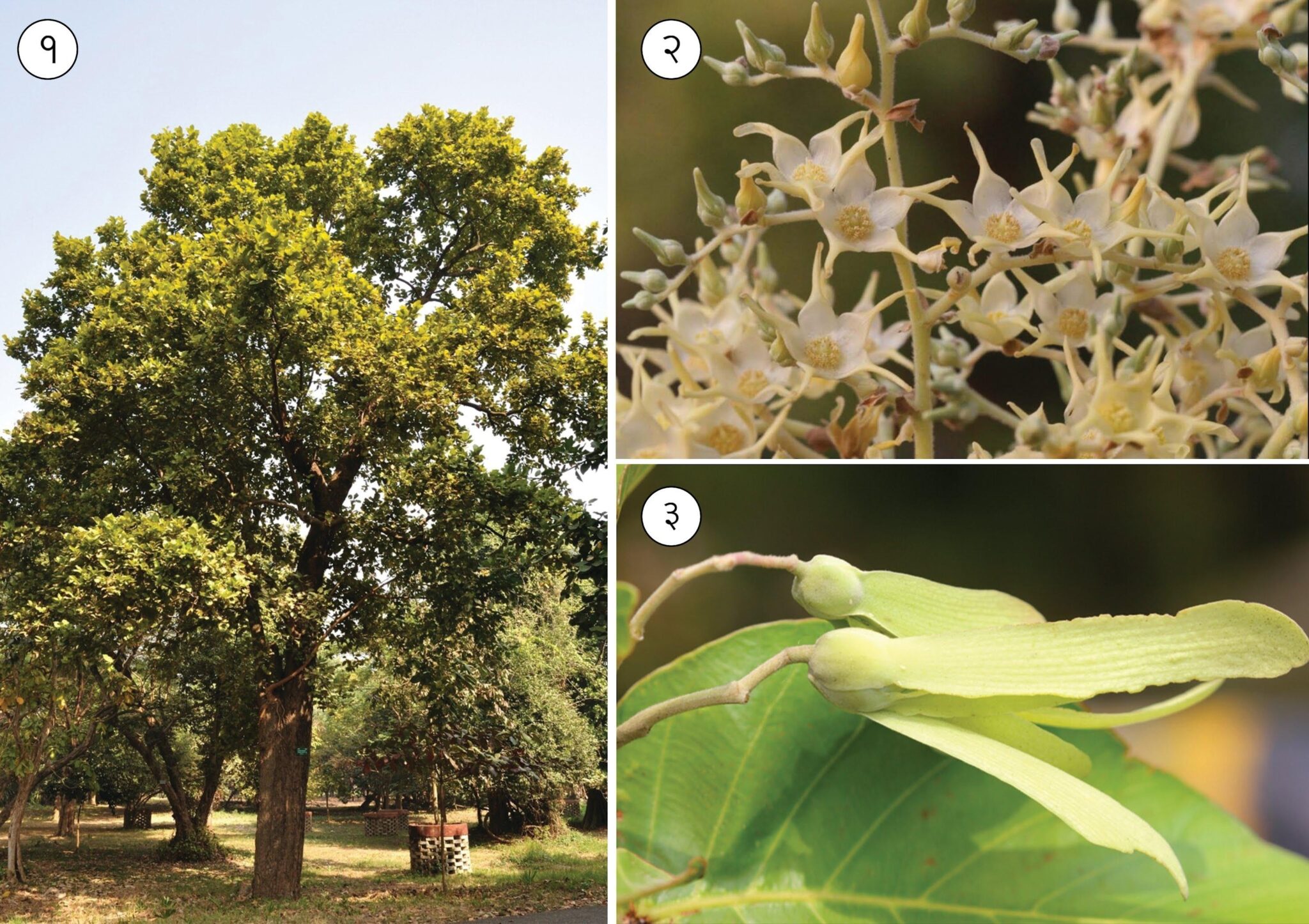 साल वृक्ष (Sal tree) – मराठी विश्वकोश