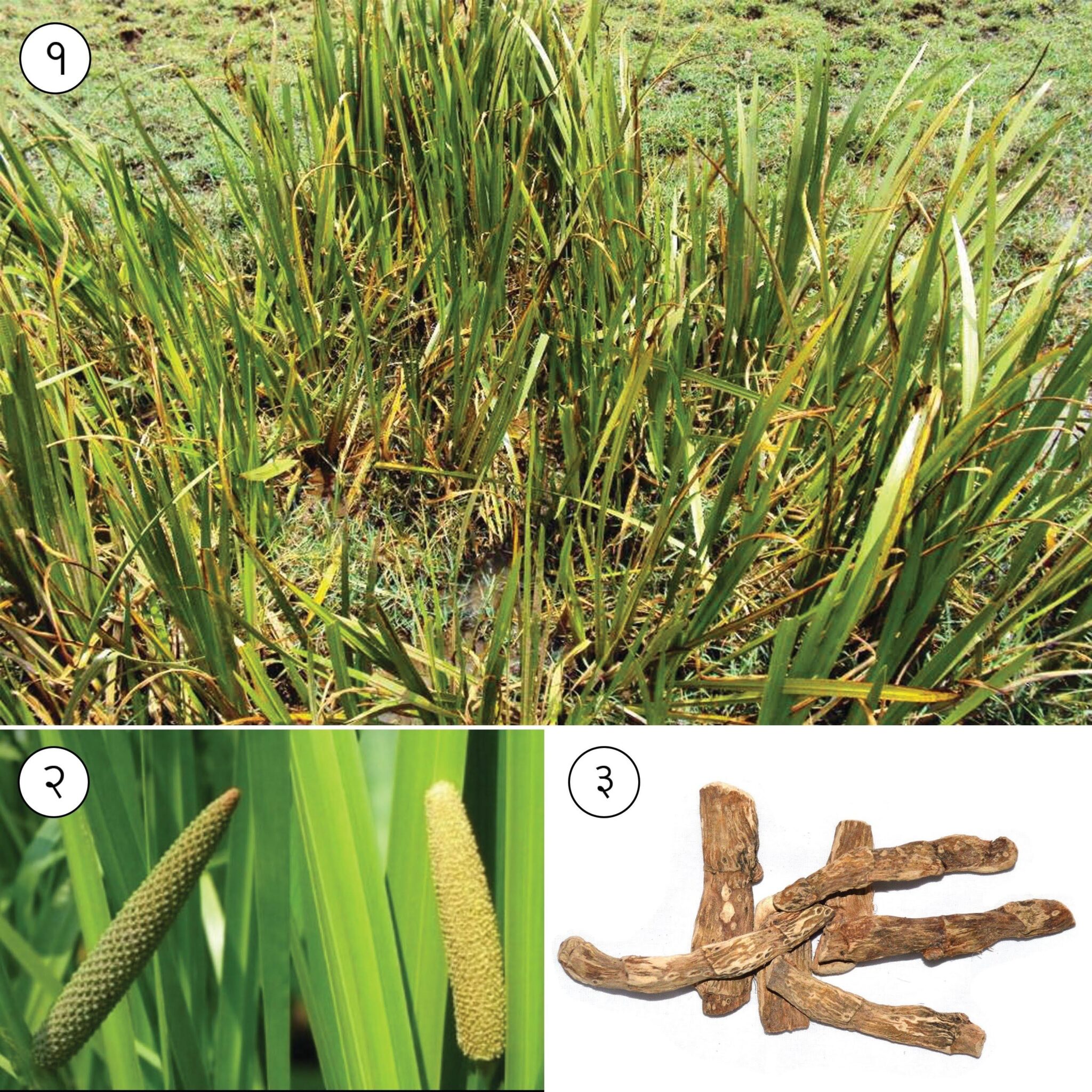 वेखंड (Sweet flag) – मराठी विश्वकोश