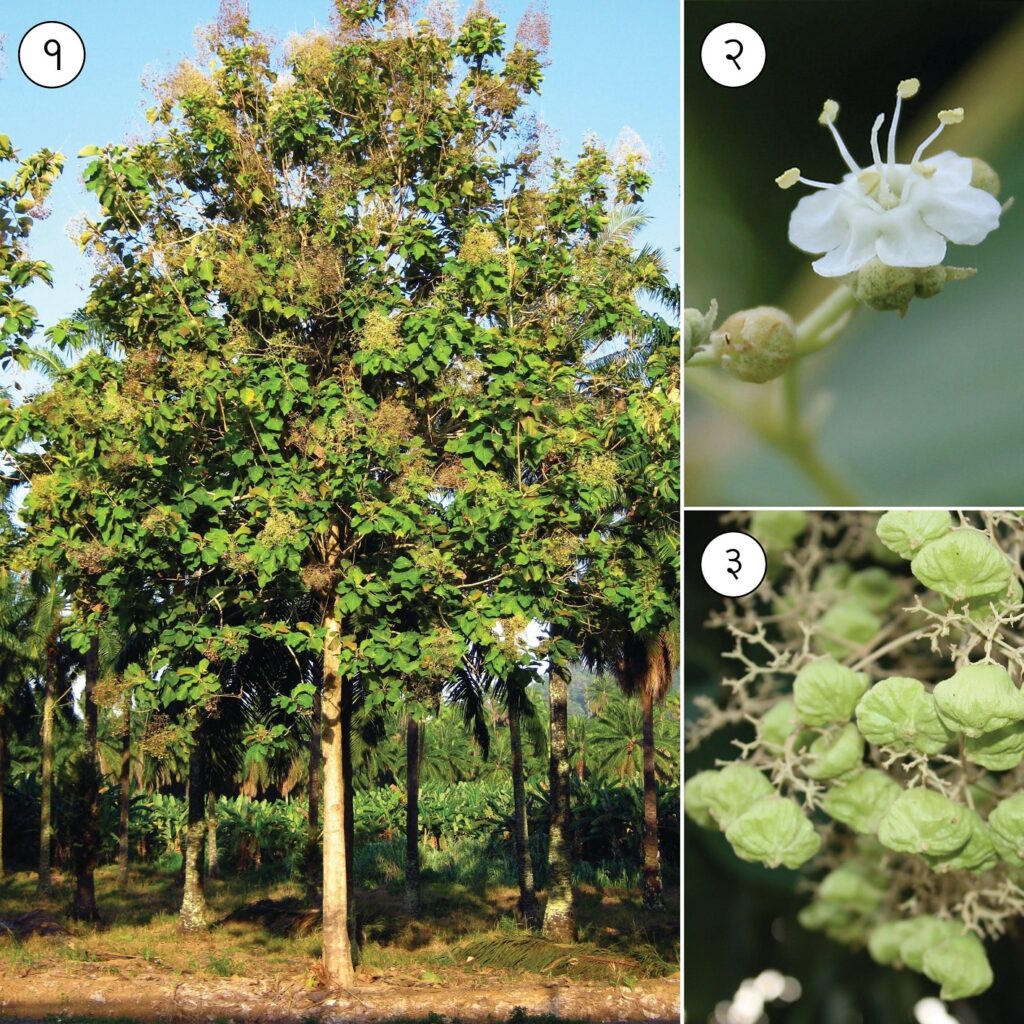 साग (Teak tree) – मराठी विश्वकोश