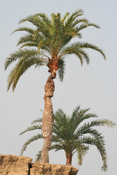शिंदी (Wild date palm) – मराठी विश्वकोश