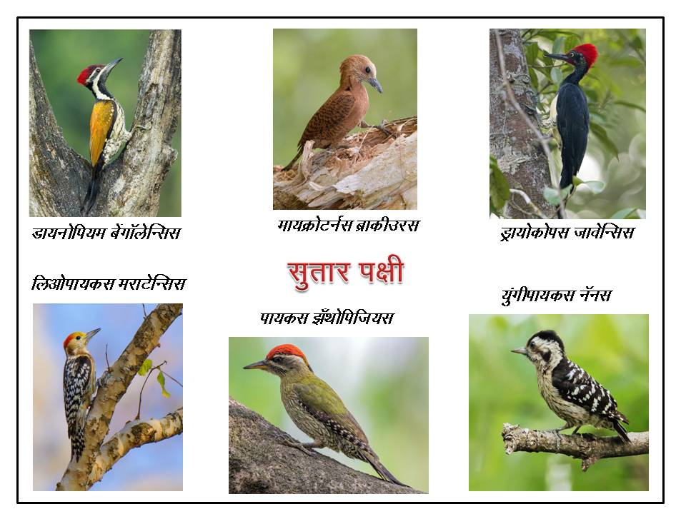 सुतार पक्षी (Woodpecker) – मराठी विश्वकोश