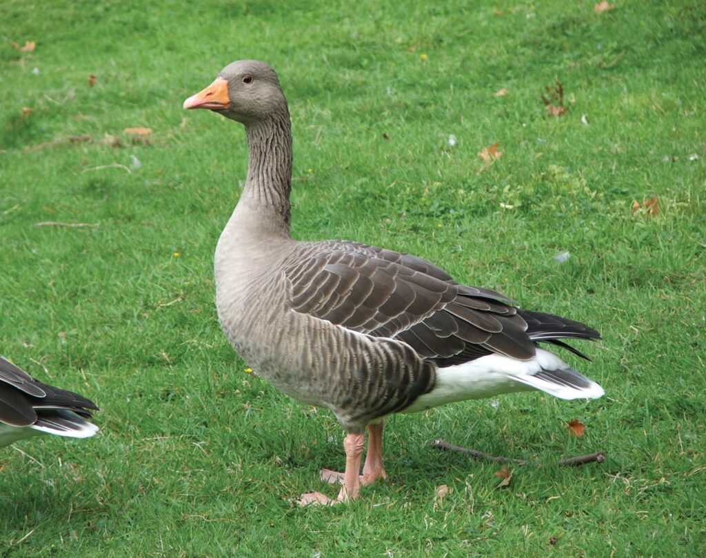 हंस (Goose) – मराठी विश्वकोश