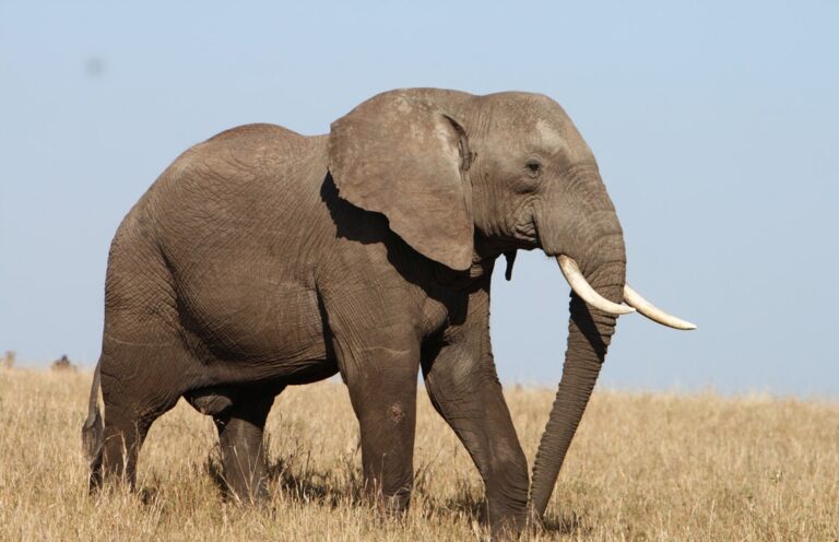 हत्ती (Elephant) – मराठी विश्वकोश