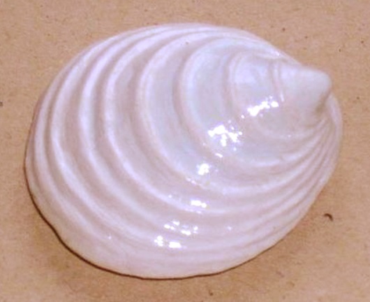 निओपिलिना गॅलॅथिया (Neopilina galatheae) – मराठी विश्वकोश