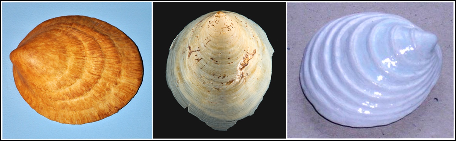 निओपिलिना गॅलॅथिया (Neopilina galatheae) – मराठी विश्वकोश