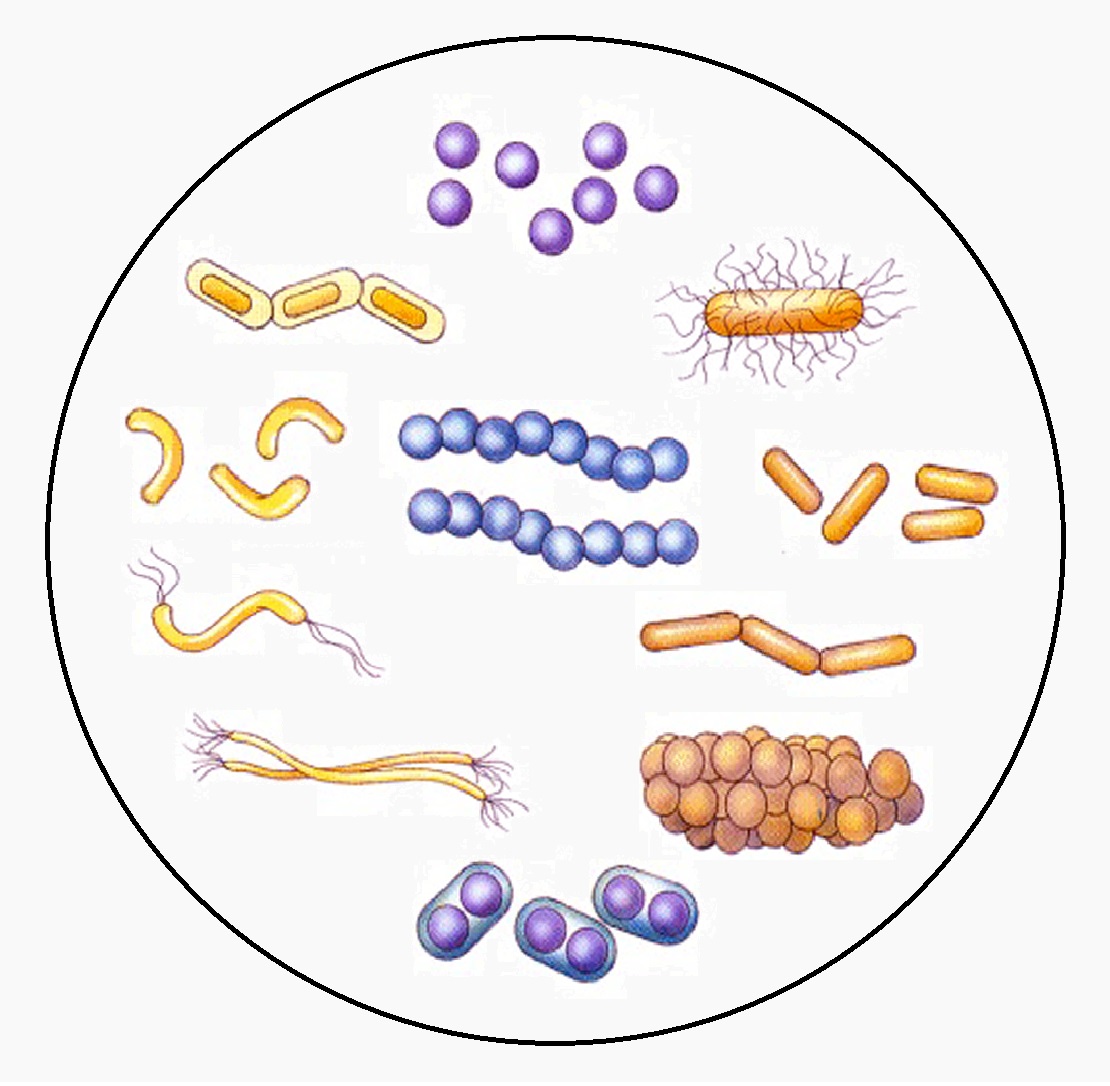 मोनेरा सृष्टी (Monera kingdom) – मराठी विश्वकोश