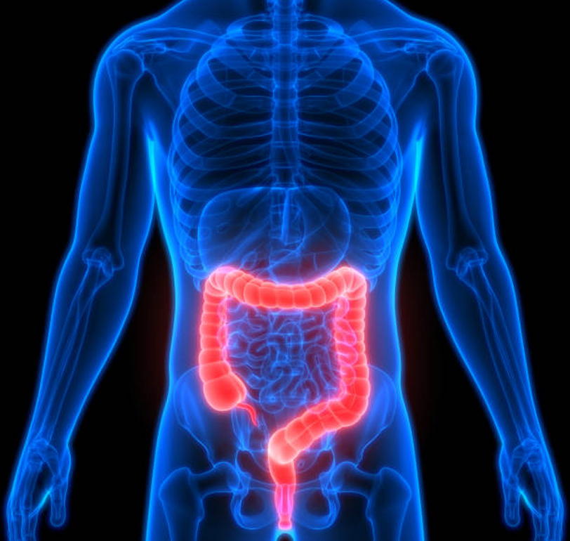 मोठे आतडे / बृहदांत्र (Large intestine) – मराठी विश्वकोश